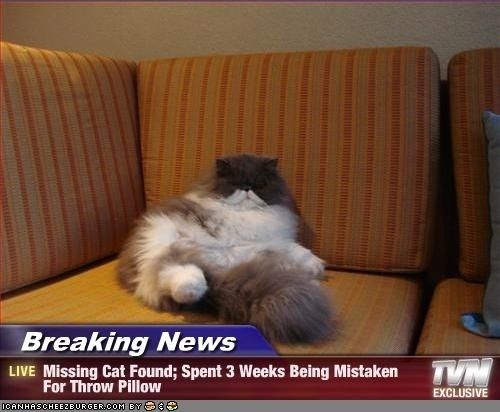 22 Hilarious And Disturbing Missing Cat Posters Cats Hysterically