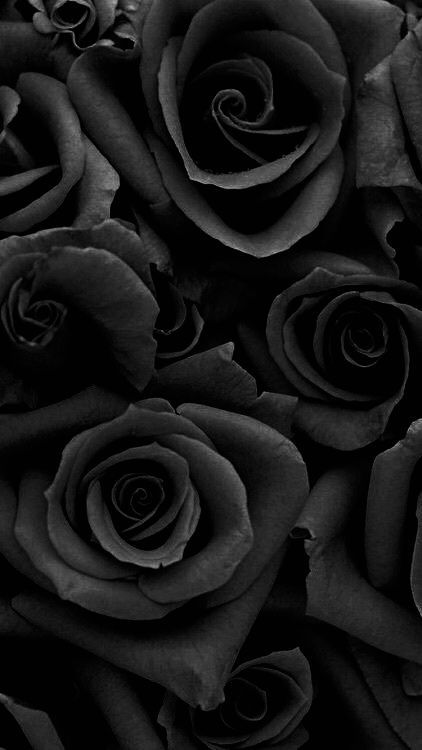 Pin By Polly Walker On Wallpaper Black Flowers Black Roses Wallpaper Black Rose