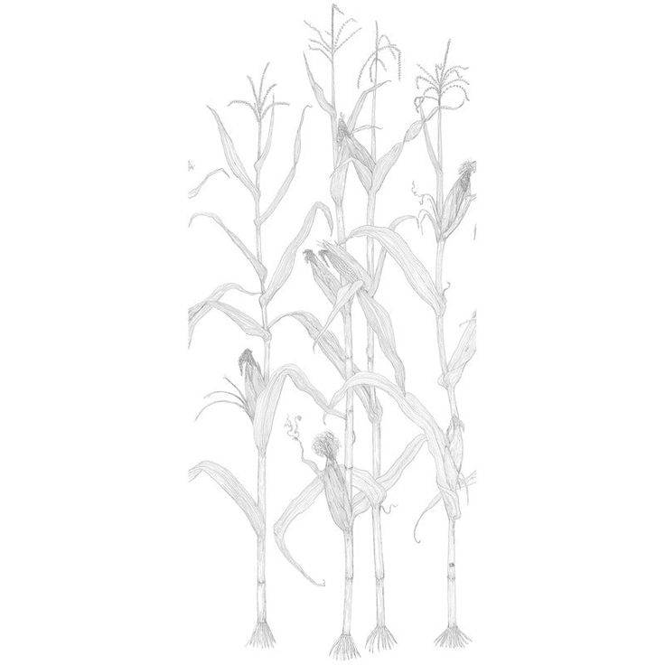 Corn Rows Wallpaper Wallpaper Samples Wallpaper How To Draw Hands
