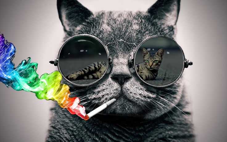 1920x1200 Cat With Sunglasses Wallpaper Photoshop Rank Them Please Cat Wearing Glasses