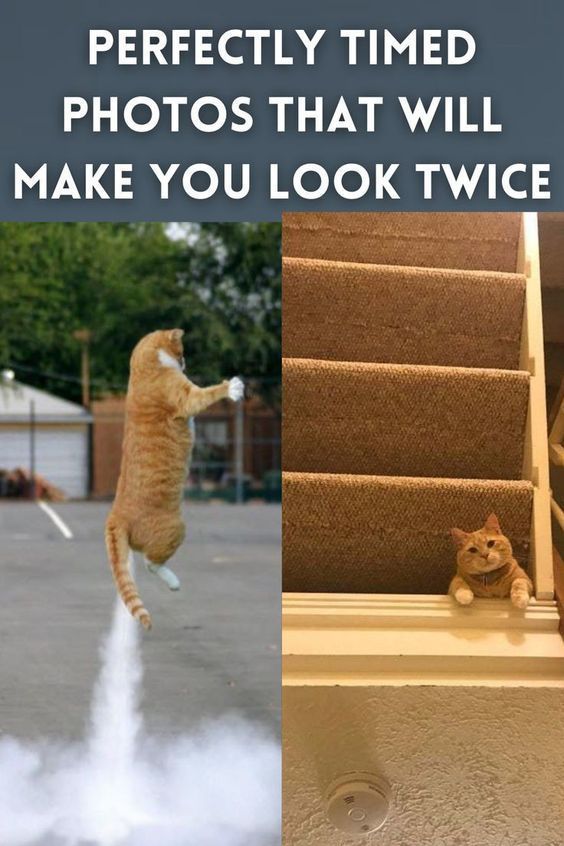 Perfectly Timed Photos That Will Make You Look Twice Perfectly Timed Photos Panda Funny Make