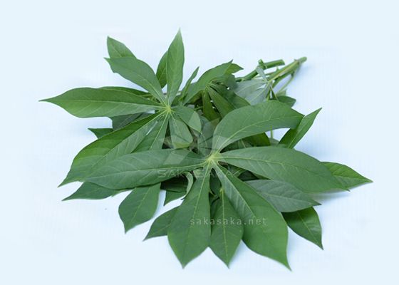 Frozen Cassava Leaves Cassava Leaves Saka Saka Pondu Manioc Yuca Leaves Garden Tattoos