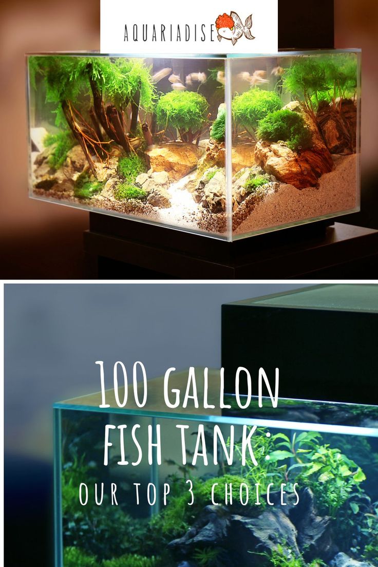 100 Gallon Fish Tank: Our Top 3 Choices | Fish tank, Saltwater tank ... 100 Gallon Fish Tank: Our Top 3 Choices | Fish tank, Saltwater tank ...