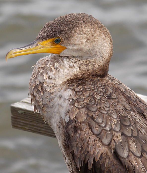 Cormorant Bird Water Bird Florida Bird Florida Nature Photography Art Photo Art Wall