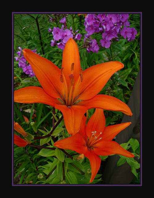 Lilys Hot Lily Flowers Plants