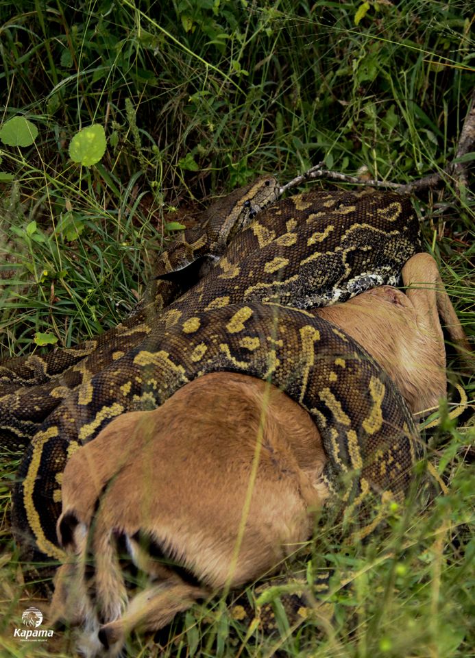 Interesting facts about African Rock Pythons. #nature #wildlife #python ... Interesting facts about African Rock Pythons. #nature #wildlife #python ...