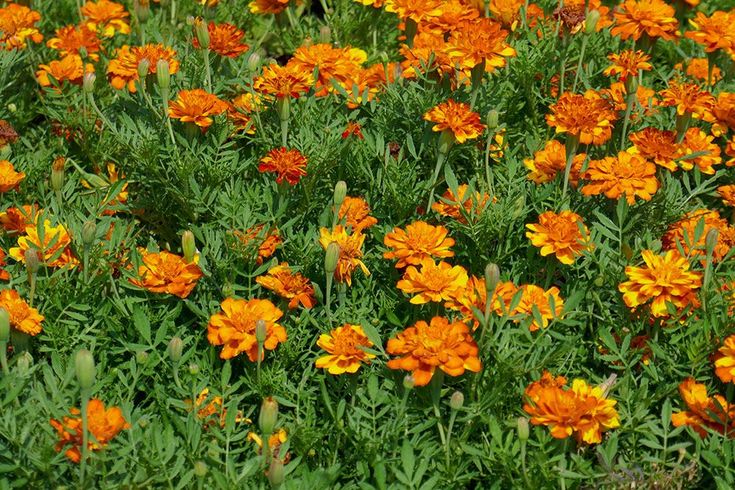 暑い夏にこそ咲かせたい! 暑さに負けない育てやすい夏花20選 Plants Garden Summer