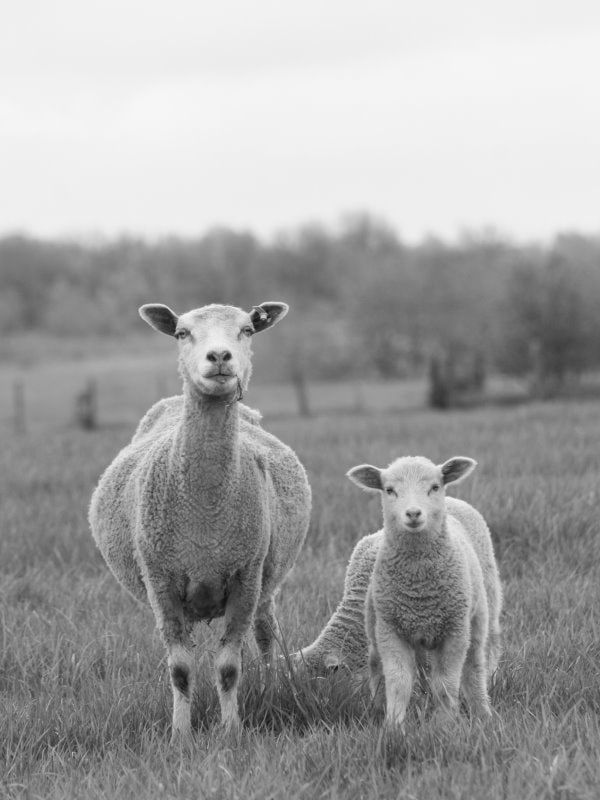 Gazing and Grazing - Shetland Sheep - Limited Edition | Shetland sheep ... Gazing and Grazing - Shetland Sheep - Limited Edition | Shetland sheep ...