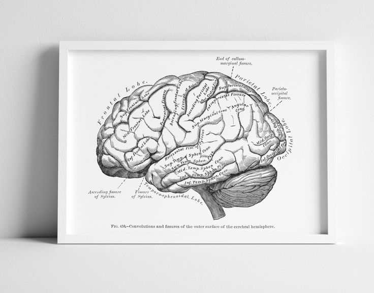 Cerebral Hemisphere Fissures and Convolutions Vintage Brain Lobe ... Cerebral Hemisphere Fissures and Convolutions Vintage Brain Lobe ...