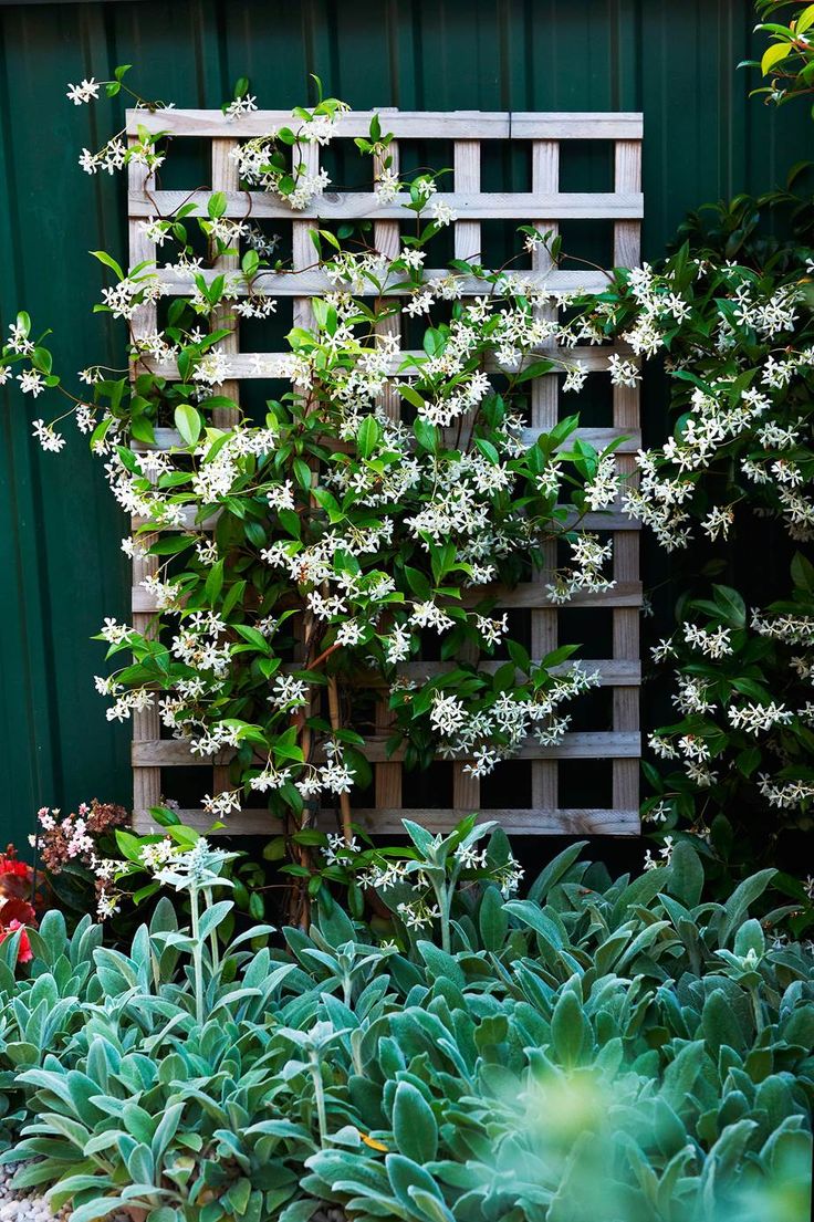 Climbing Plants 8 Fast Growing Creepers And Vines Homes To Love Diy Garden Trellis