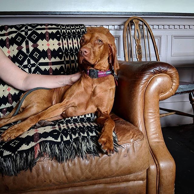 Every Furiday we're running a competition for dog friendly businesses ... Every Furiday we're running a competition for dog friendly businesses ...