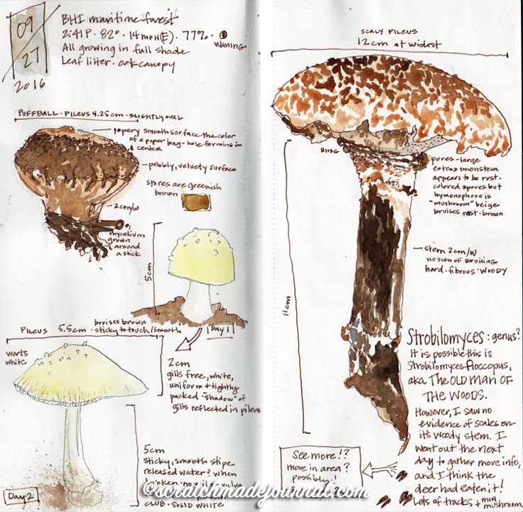 Mushroom Life Cycle Explained Stefania Hatfield