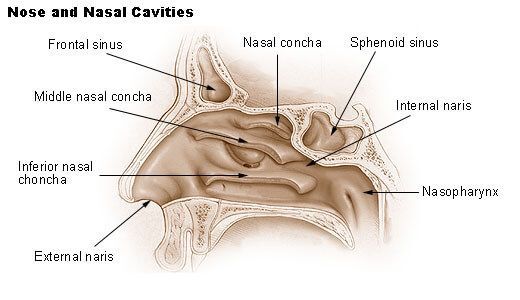 8 Post Nasal Drip Remedies For Immediate And Lasting Relief Post Nasal Drip Remedy Sinusitis