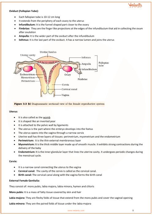 Human Reproduction Class 12 Notes Cbse Biology Chapter 3 [pdf
