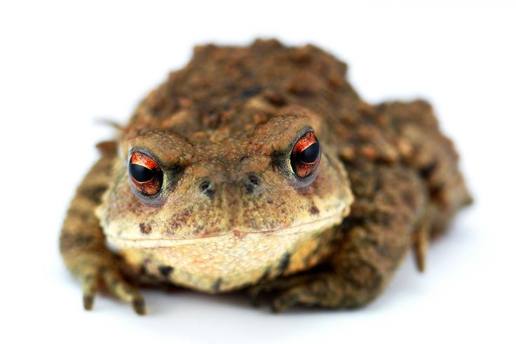 Asiatic Toad Bufo Gargarizans Bufonidae Frog And Toad Toad Frog
