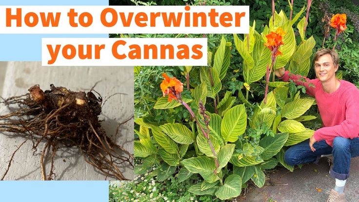 Canna Lily Overwintering How To Store Bulbs Rhizomes Over Winter Overwintering Planting
