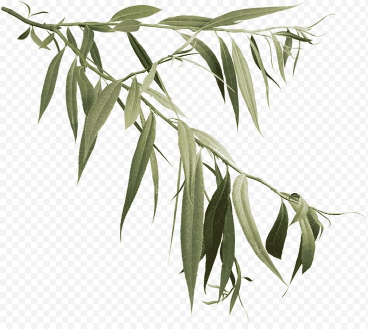 Weeping Willow Tree Drawing, White Willow, Branch, Daphne Willow, Bark ... Weeping Willow Tree Drawing, White Willow, Branch, Daphne Willow, Bark ...