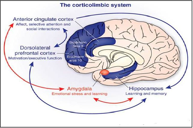 84 Best Prefrontal Cortex Images On Pinterest Book Shelves Bookcases And Bookstores
