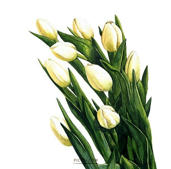 Pin By Krapiva On Акварельки Nature Plants Botanical Illustration