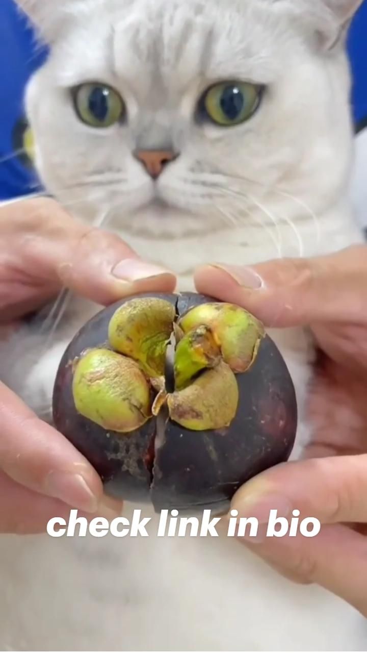 Funniest Cats πΉ Best Of The 2022 Funny Cat Videos π Funny Cats Hd
