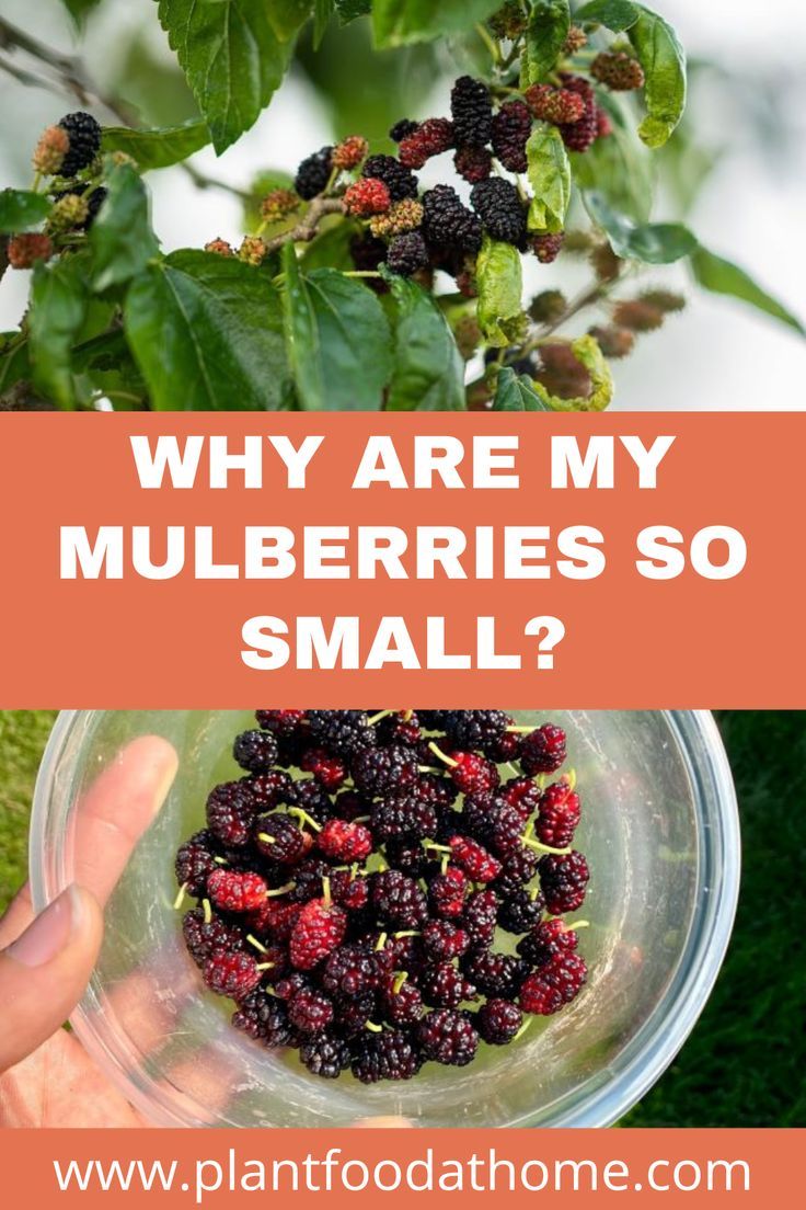 Why Are My Mulberries So Small? Answered! - Plant Food At Home | Plant ... Why Are My Mulberries So Small? Answered! - Plant Food At Home | Plant ...