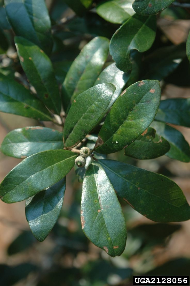 Image Result For Pics Of Live Oak Tree Leaf In Florida Live Oak Trees Tree Leaves Plant Leaves