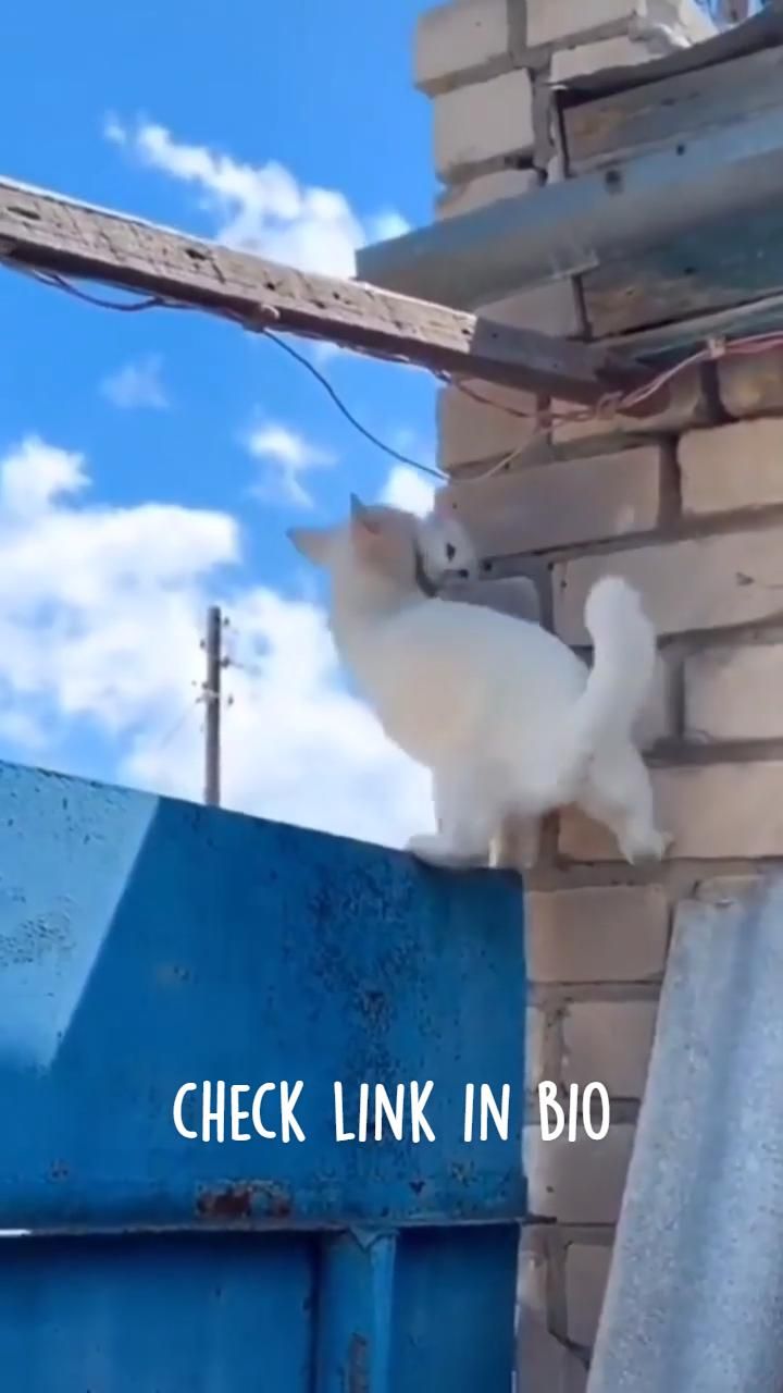 Funniest Cats πΉ Best Of The 2022 Funny Cat Videos π Funny Cats Hd