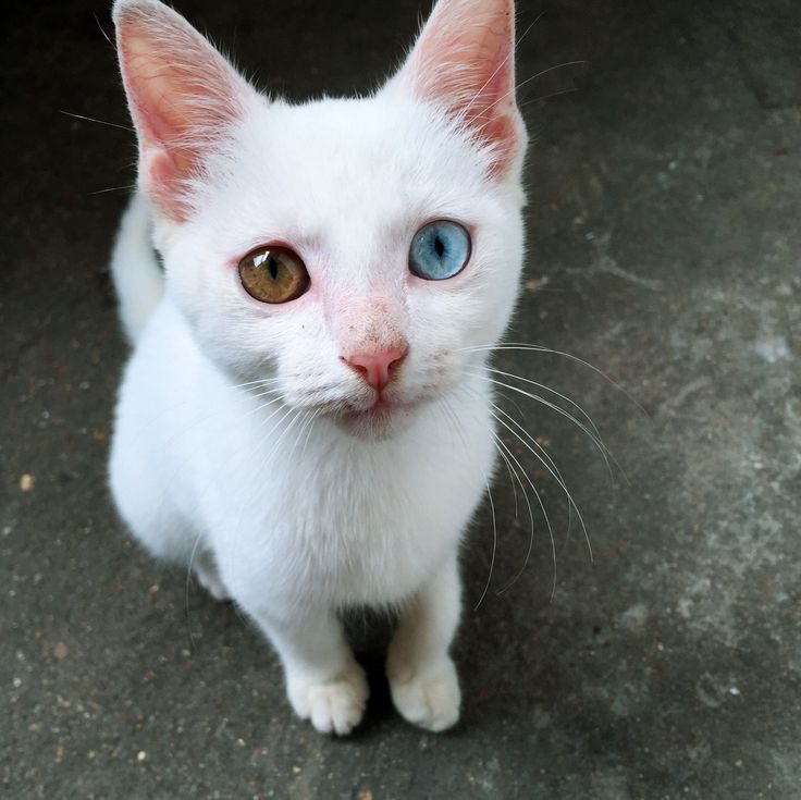 Adorable White Cat with Blue Eyes Adorable White Cat with Blue Eyes