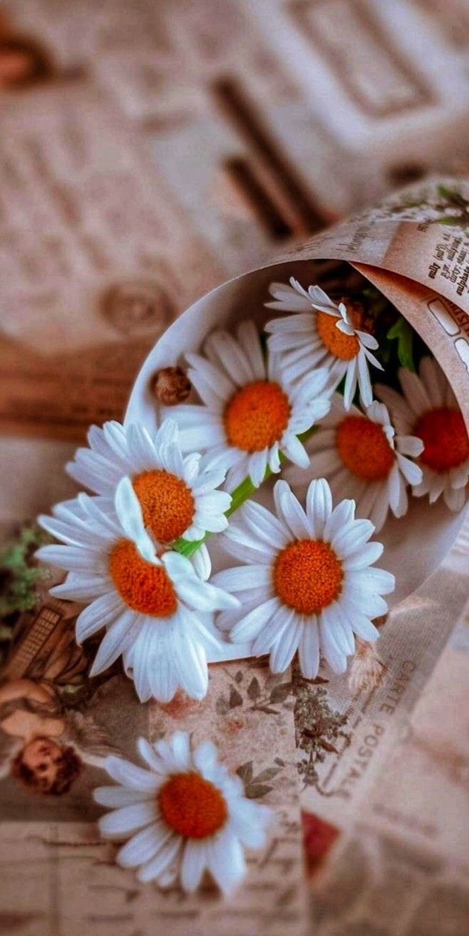Пин от пользователя Liz Frank на доске He Loves Mehe Loves Me Not Иллюстрации растений
