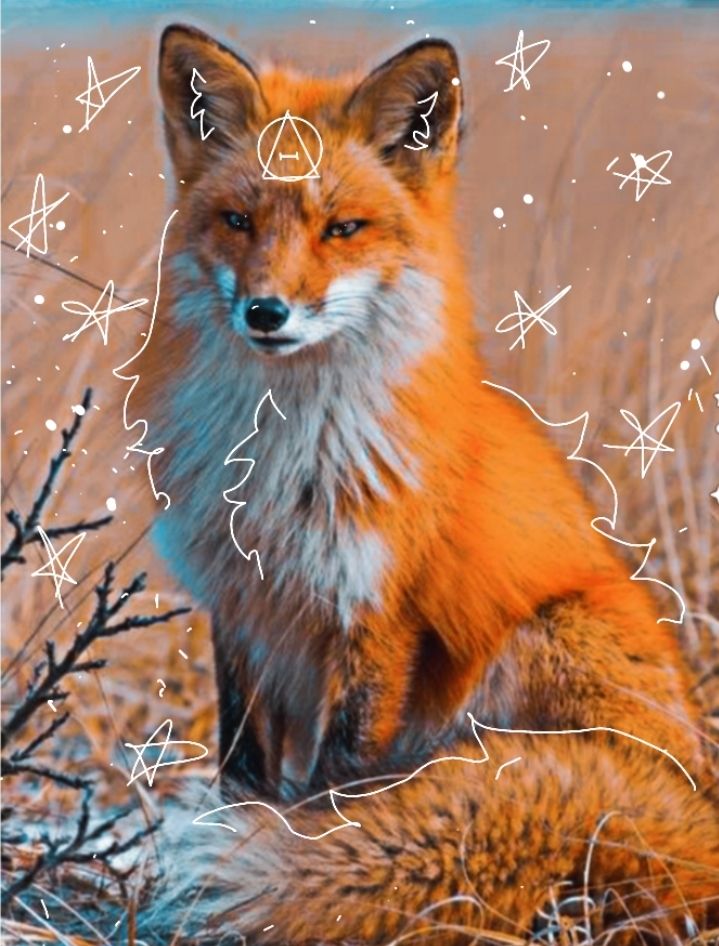 Therian fox🐾🦊 in 2024 | Red fox pictures, Fox images, Fox pictures Therian fox🐾🦊 in 2024 | Red fox pictures, Fox images, Fox pictures