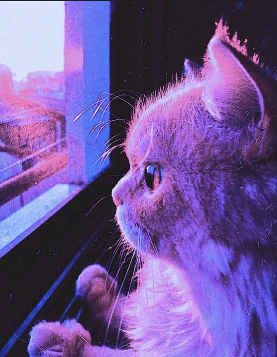 Gatinho🐈 Filhotes De Cachorro Fofos Gato Bonitinho Fotos De Animais Fofos