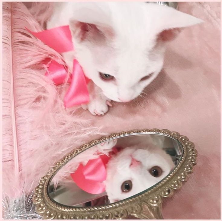 Pin By Snugglefuck On Kitty Cats Cats Kitty Sleep Eye Mask