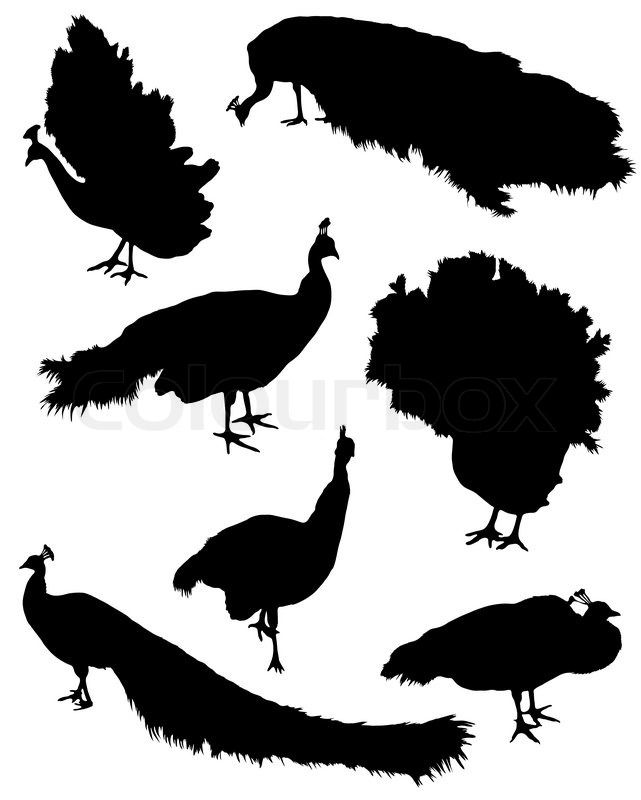 Collection Of Peacock Silhouettes