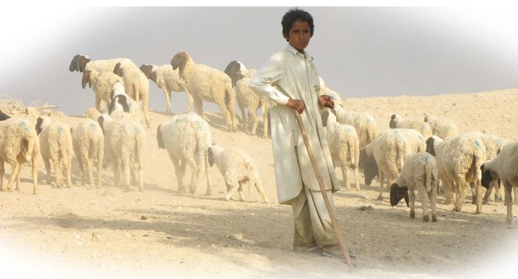 He Chose His Servant David Calling Him From The Sheep Pens He Took David From Tending The Ewes