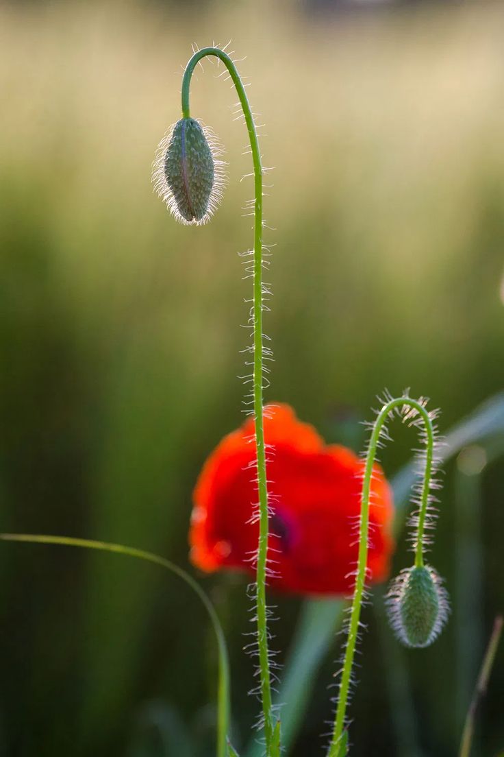 COMMENT SEMER DES COQUELICOTS - La Fabrique à Sachets | Photo fleurs ... COMMENT SEMER DES COQUELICOTS - La Fabrique à Sachets | Photo fleurs ...