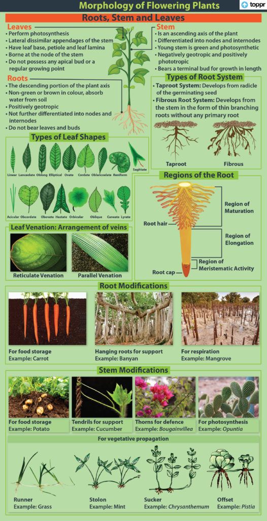 Leaf: Definition, Characteristics, Types of Leaves, Videos, Solved ... Leaf: Definition, Characteristics, Types of Leaves, Videos, Solved ...