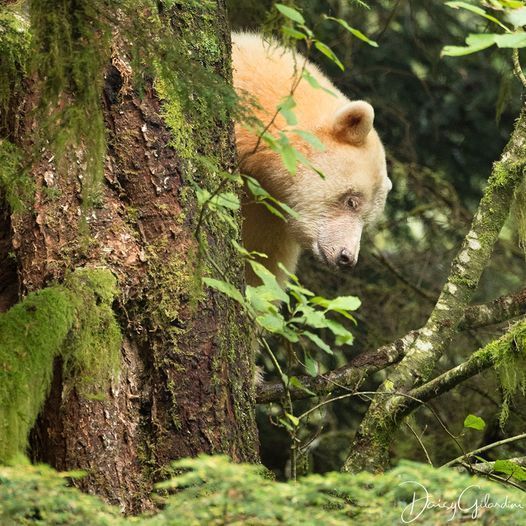 Kermode Bear The Kermode Bear Sometimes Called The Spirit Bear Is A Subspecies Of The American