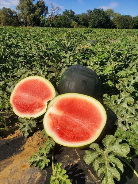 A Black Watermelon Once Sold For 6 100 In Japan Heres Where You Can