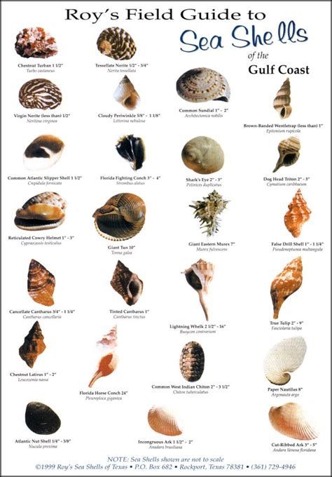 Image Result For Shell Identification Chart Pacific Coast Sea Shells Shells Shell Beach