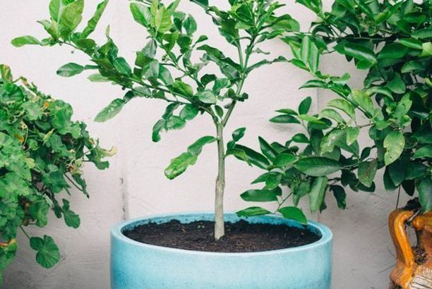 Kitchn Inspiring Cooks Nourishing Homes Bloglovin Citrus Trees Container Gardening