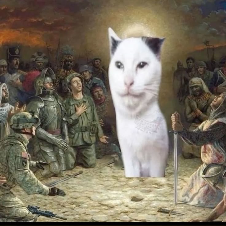 Pin By Grace Zurbrigg On Ggrace In 2024 Silly Cats Funny Cute Cats