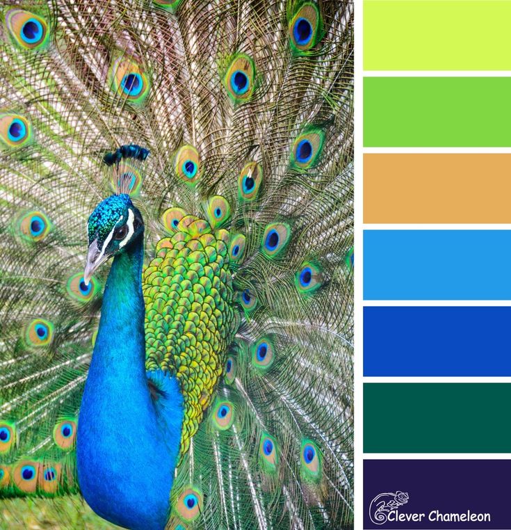 Peacock Parade Colour And Inspiration Tuesday And Linky Party Clever Chameleon Quilting