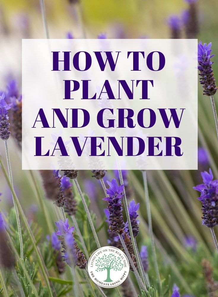 Everything You Need To Know About Growing Lavender How To Plant It
