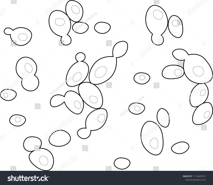 Saccharomyces Budding