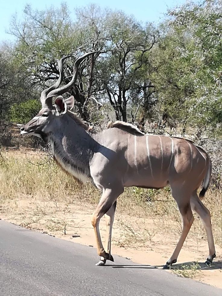 Pin by Brenda van Zyl on Antelopes | Horses, Antelope, Animals Pin by Brenda van Zyl on Antelopes | Horses, Antelope, Animals