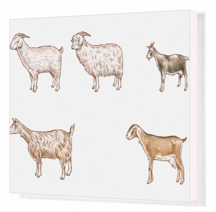Prints Of Illustration Of Saanen Angora African Pygmy Anglo Nubian And Toggenburg Goats