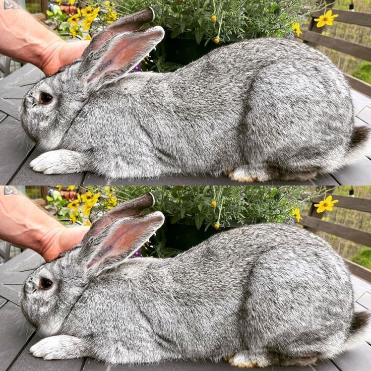 Pin De Jared Schnabl En Flemish Giant Bunnies