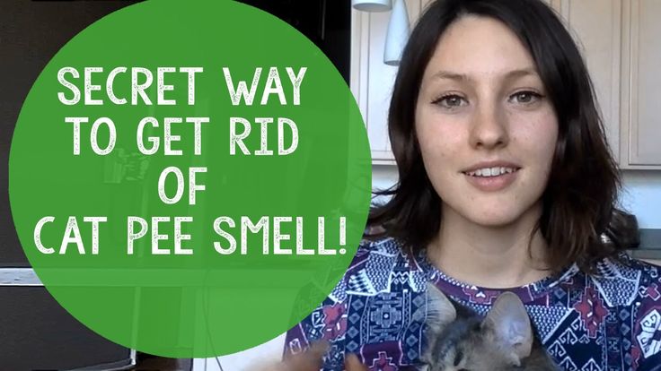 How To Remove Cat Litter Smell Guaranteed Method To Permanently Get Rid Of Cat Pee Odor Cat