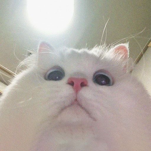 Funny Cat Pfp Funny Pfp With Cat For Tiktok Discord Instagram Etc Funny Cats Cute Cats