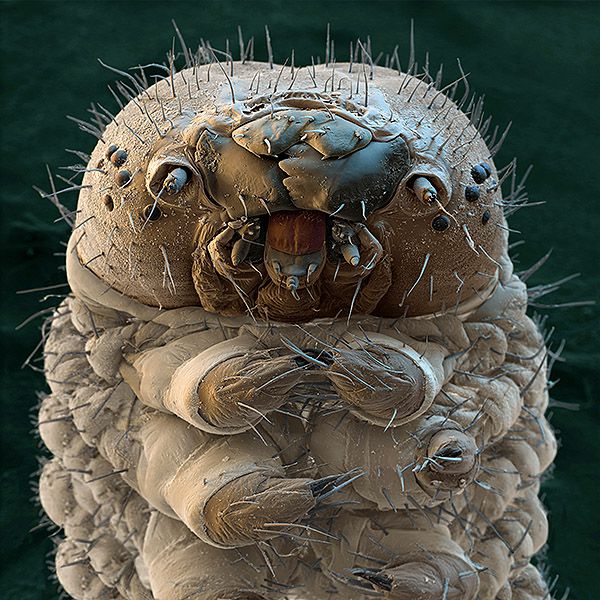 Caterpillar Things Under A Microscope Microscopic Photography